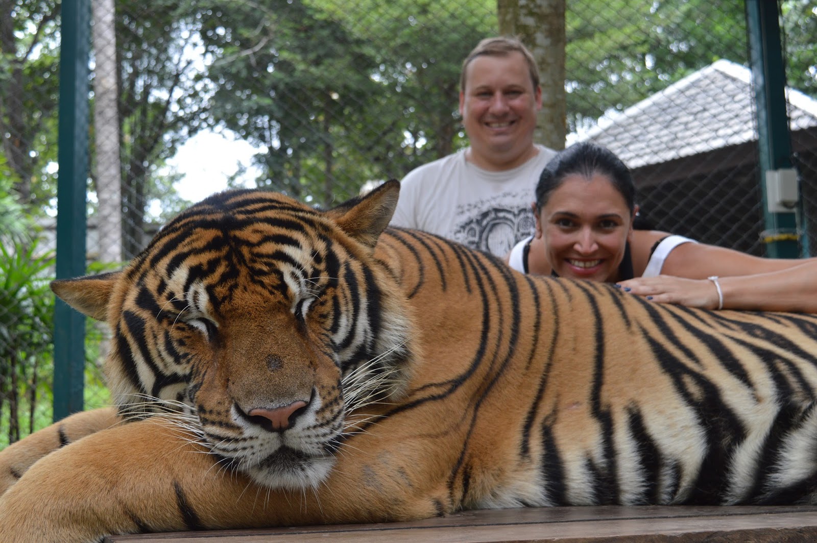 Tiger Kingdom – Tatiana Cepeda
